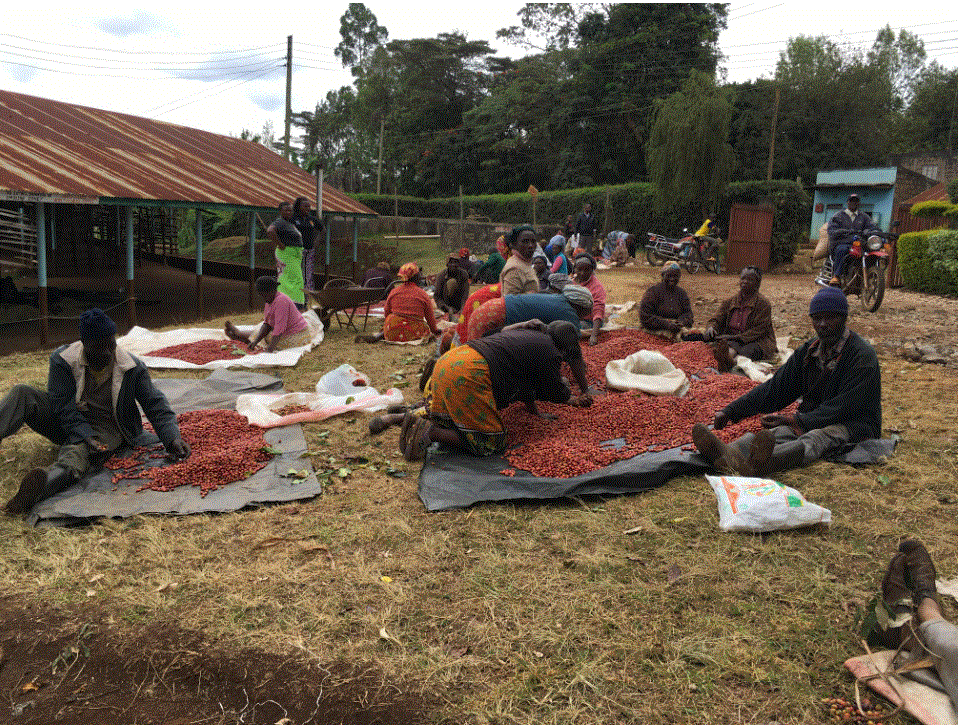 Mugaya: nhà máy chế biến cà phê cho hơn 900 nông dân ở kenya